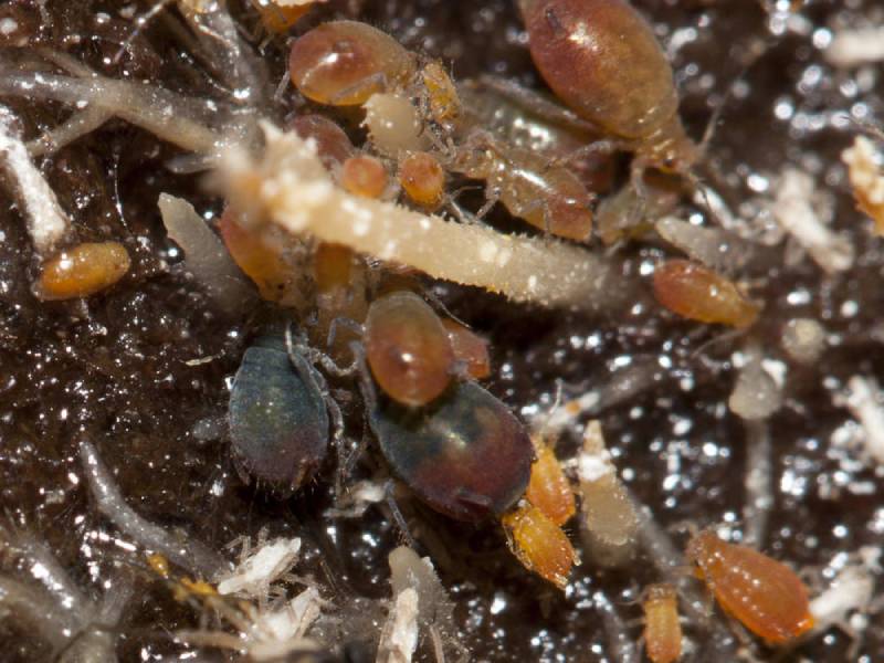 How To Get Rid of Aphids Naturally? | The Home Team
