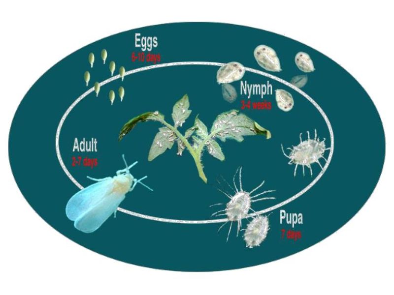 How To Get Rid of Aphids Naturally? | The Home Team