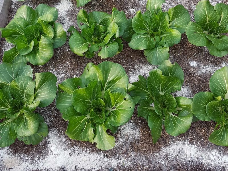 How To Get Rid of Aphids Naturally? | The Home Team