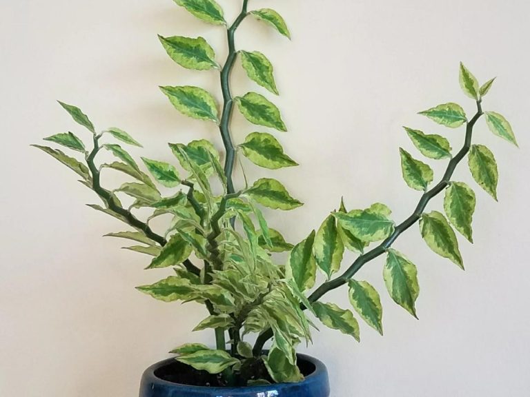Devil s Backbone Plants The Home Team