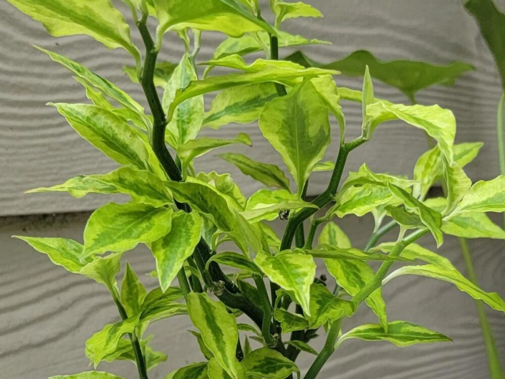 Devil's Backbone Plant: How to Grow, Care, and Propagate? | The Home Team