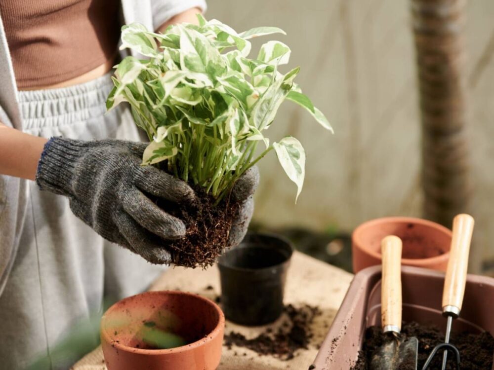 Do Pothos Plants Need Fertilizer? - All You Need to Know | The Home Team