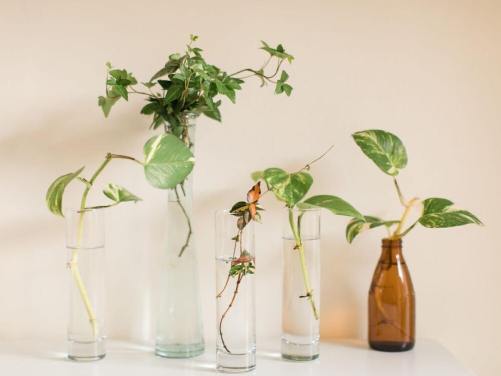 Propagating Pothos Plants: Everything You Need To Know | The Home Team