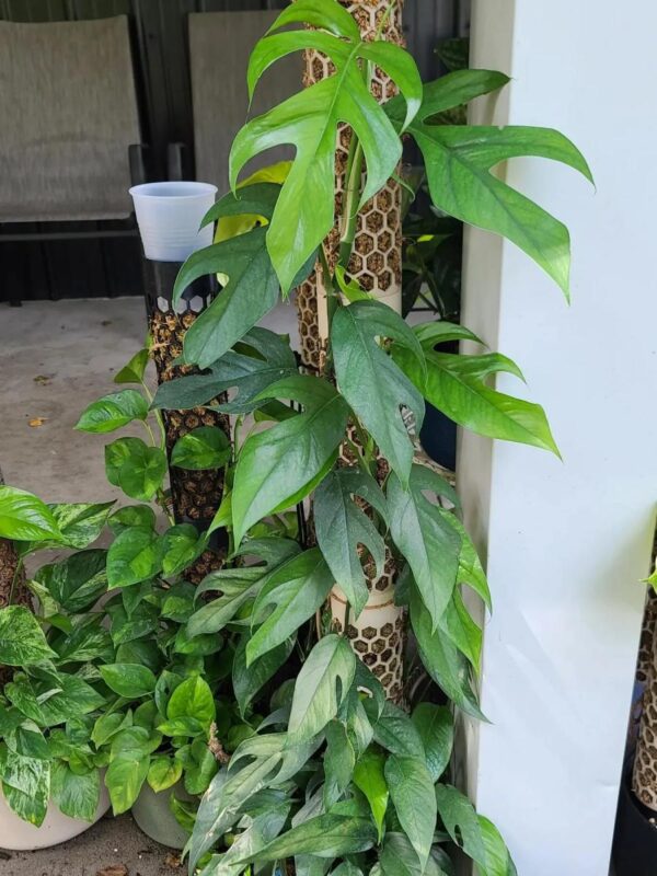 Baltic Blue Pothos Care: Everything You Need to Know | The Home Team