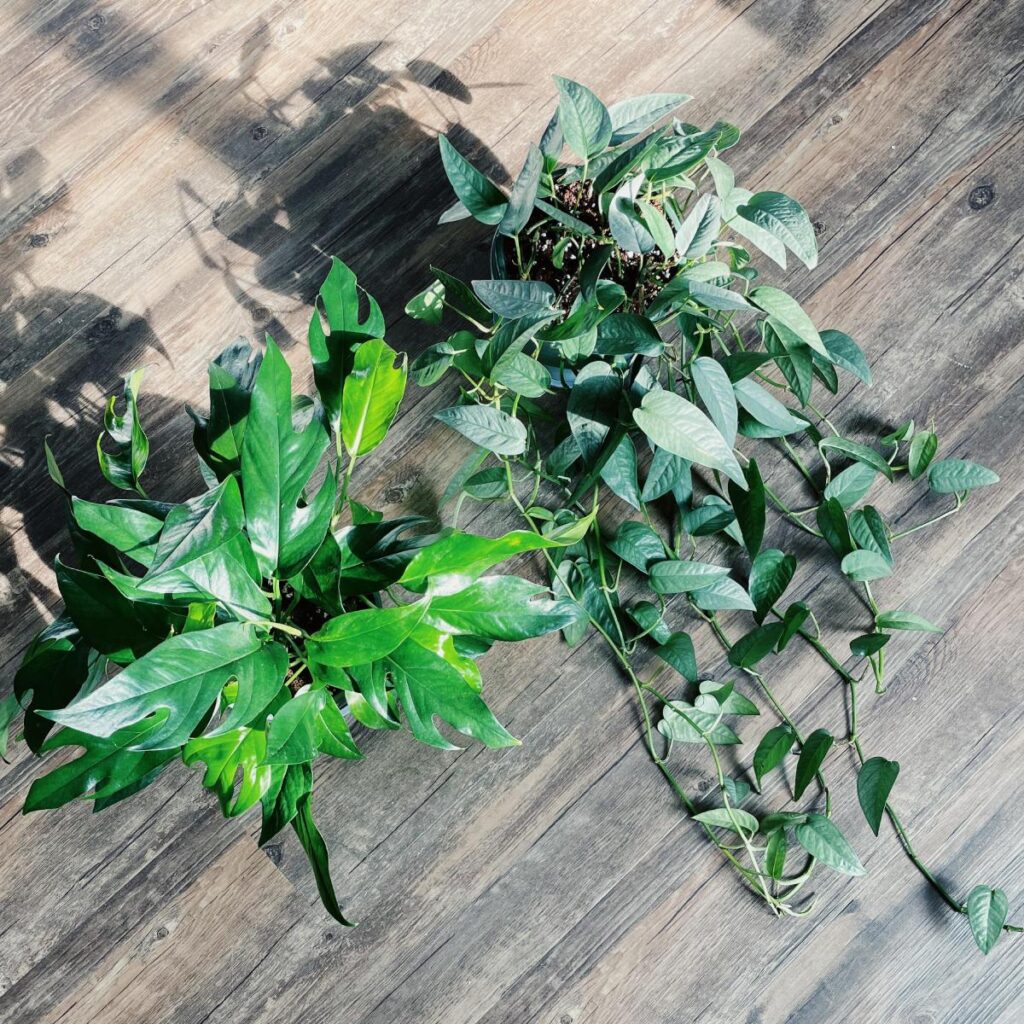 Baltic Blue Pothos Care: Everything You Need to Know | The Home Team
