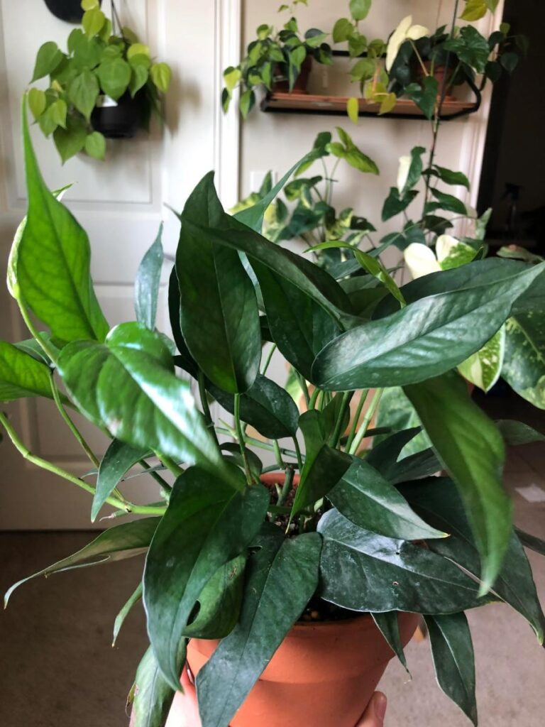 Baltic Blue Pothos Care: Everything You Need to Know | The Home Team