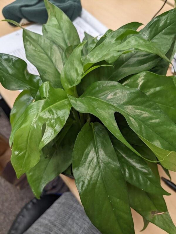Baltic Blue Pothos Care: Everything You Need to Know | The Home Team