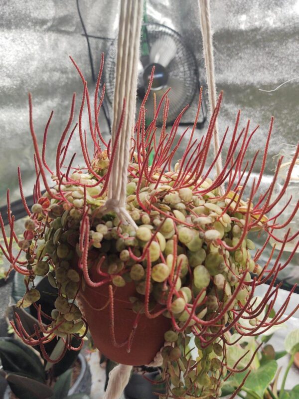 Do String Of Turtles Flower? [The Fascinating Facts] | The Home Team