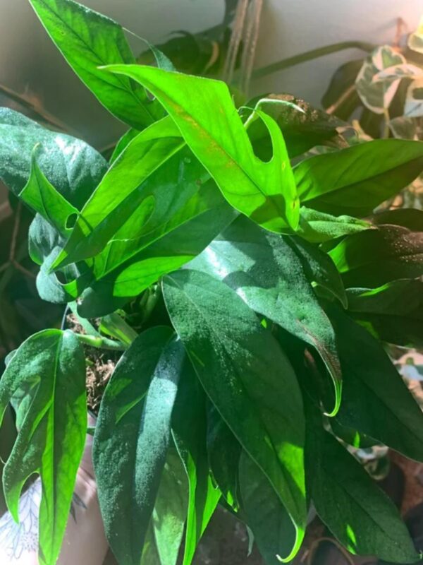 Baltic Blue Pothos Care: Everything You Need to Know | The Home Team