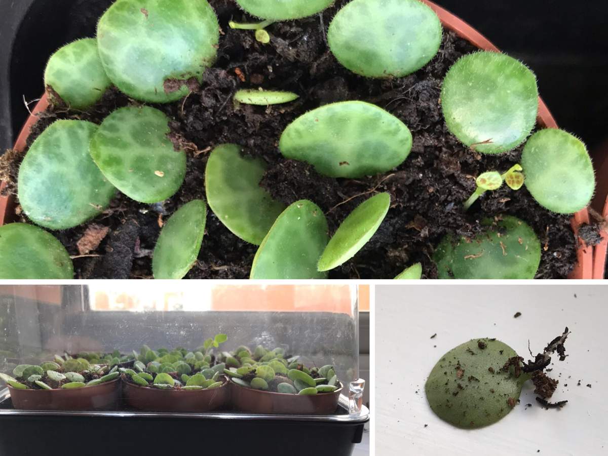 String Of Turtles Care: 9 Easy Tips You Should Know | The Home Team