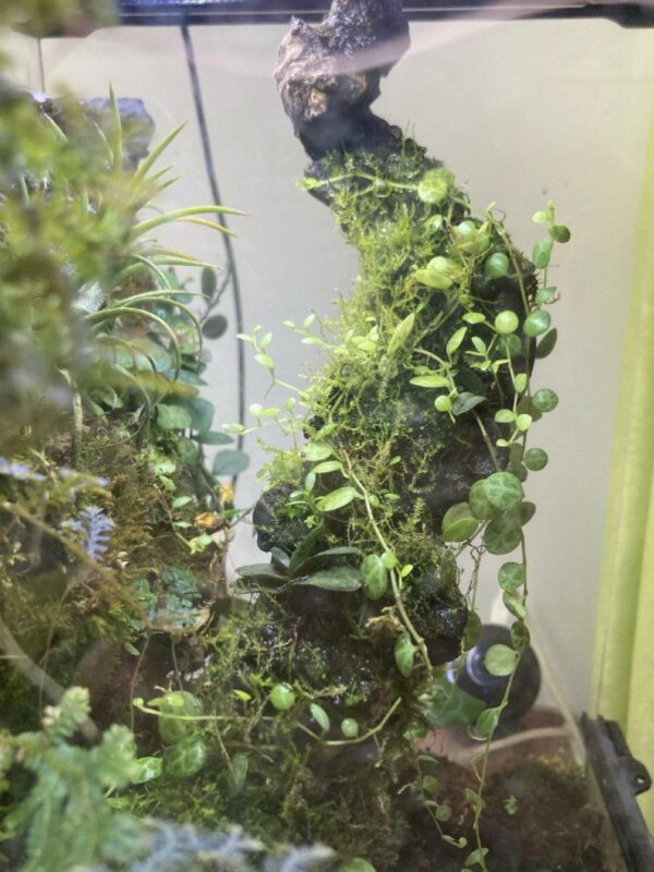 String Of Turtles Care: 9 Easy Tips You Should Know | The Home Team