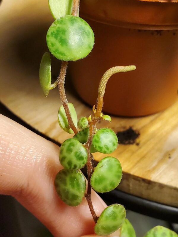 Do String Of Turtles Flower? [The Fascinating Facts] | The Home Team