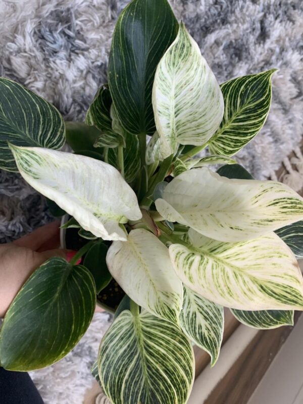 Philodendron Birkin Flowers - Do They Really Bloom? | The Home Team