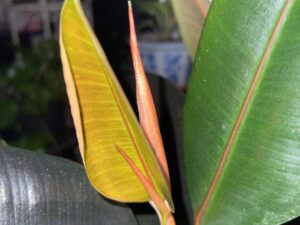 Do Rubber Plants Flower? Complete Guide To Care & Blooming | The Home Team