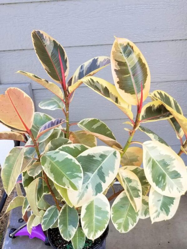 Do Rubber Plants Flower? Complete Guide To Care & Blooming | The Home Team