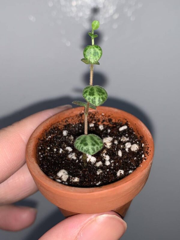 How to propagate string of turtles? (Complete Guide) | The Home Team