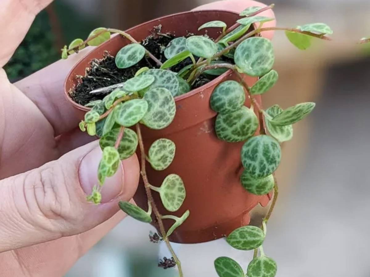 How to propagate string of turtles? (Complete Guide) | The Home Team